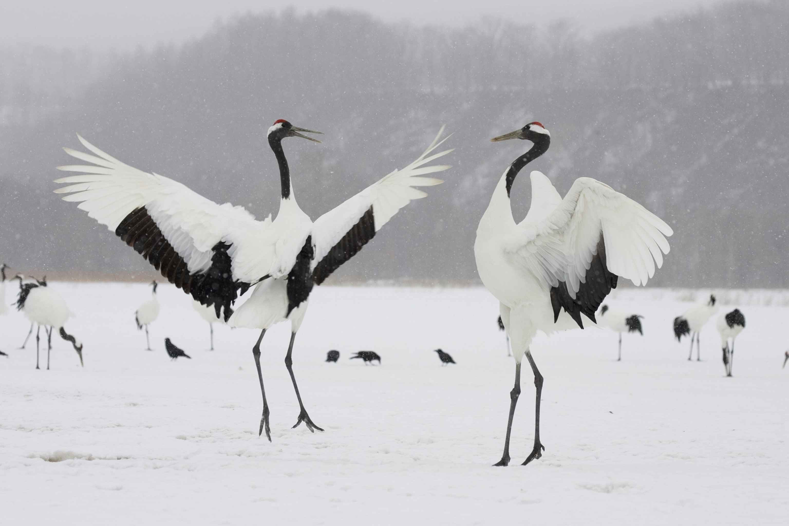 6 surprisingly lucky animals around the world | National Geographic
