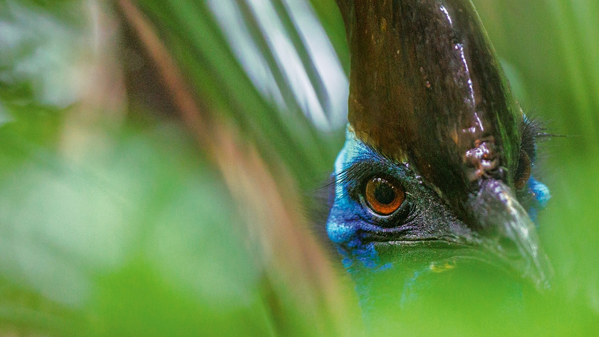 Cassowaries | National Geographic