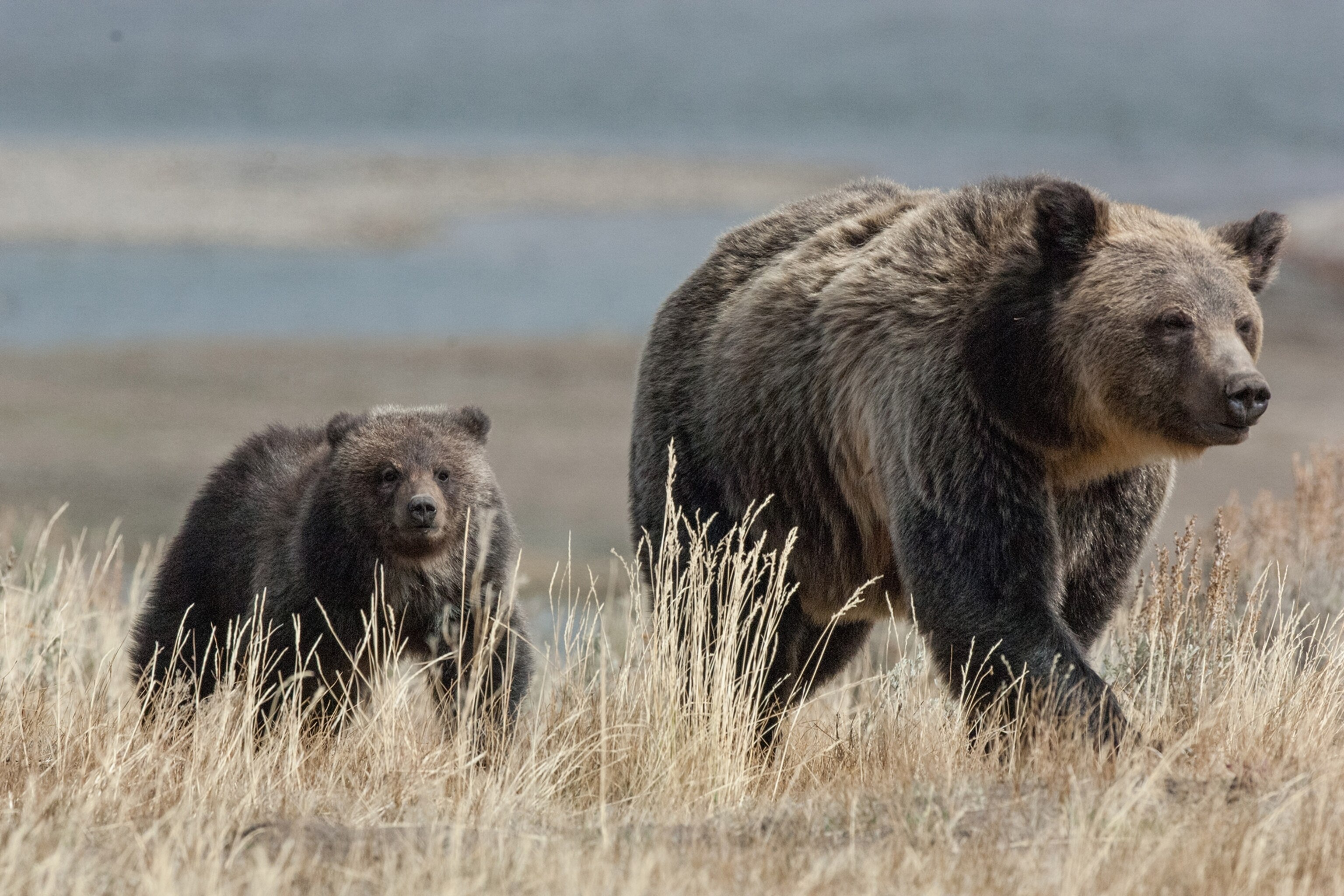 How to stay safe around wild animals