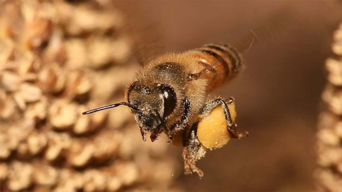 How headbutts and dances give bees a hive mind | National Geographic