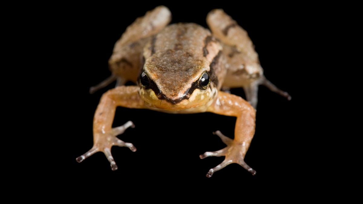 Volcano Could Mean Extinction for the Rocket Frog | National Geographic