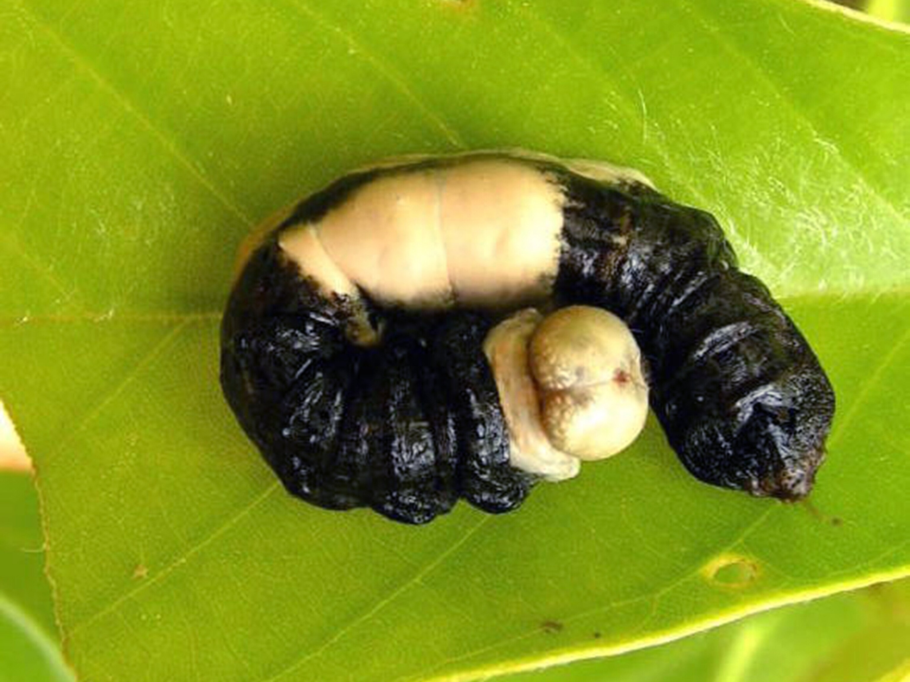 Caterpillars Take Looking Like Poop to a New Level