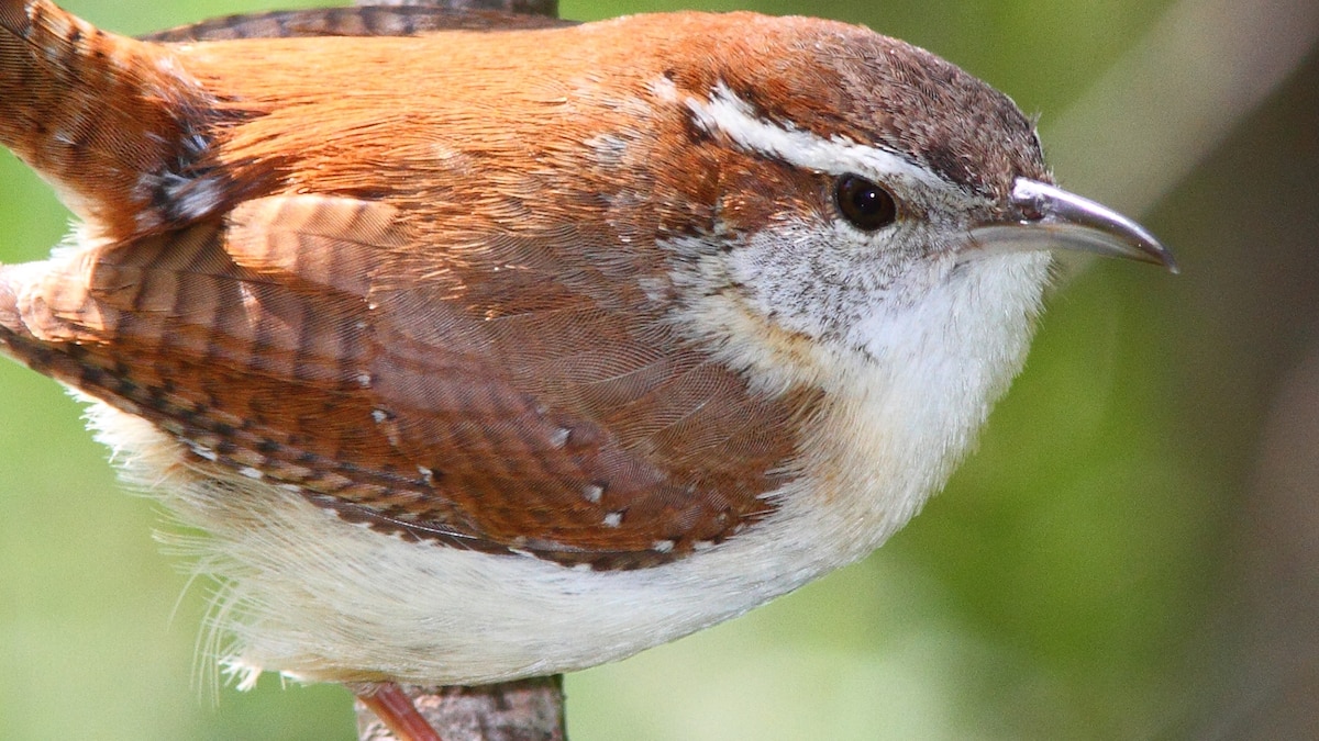 Carolina Wren | National Geographic | National Geographic