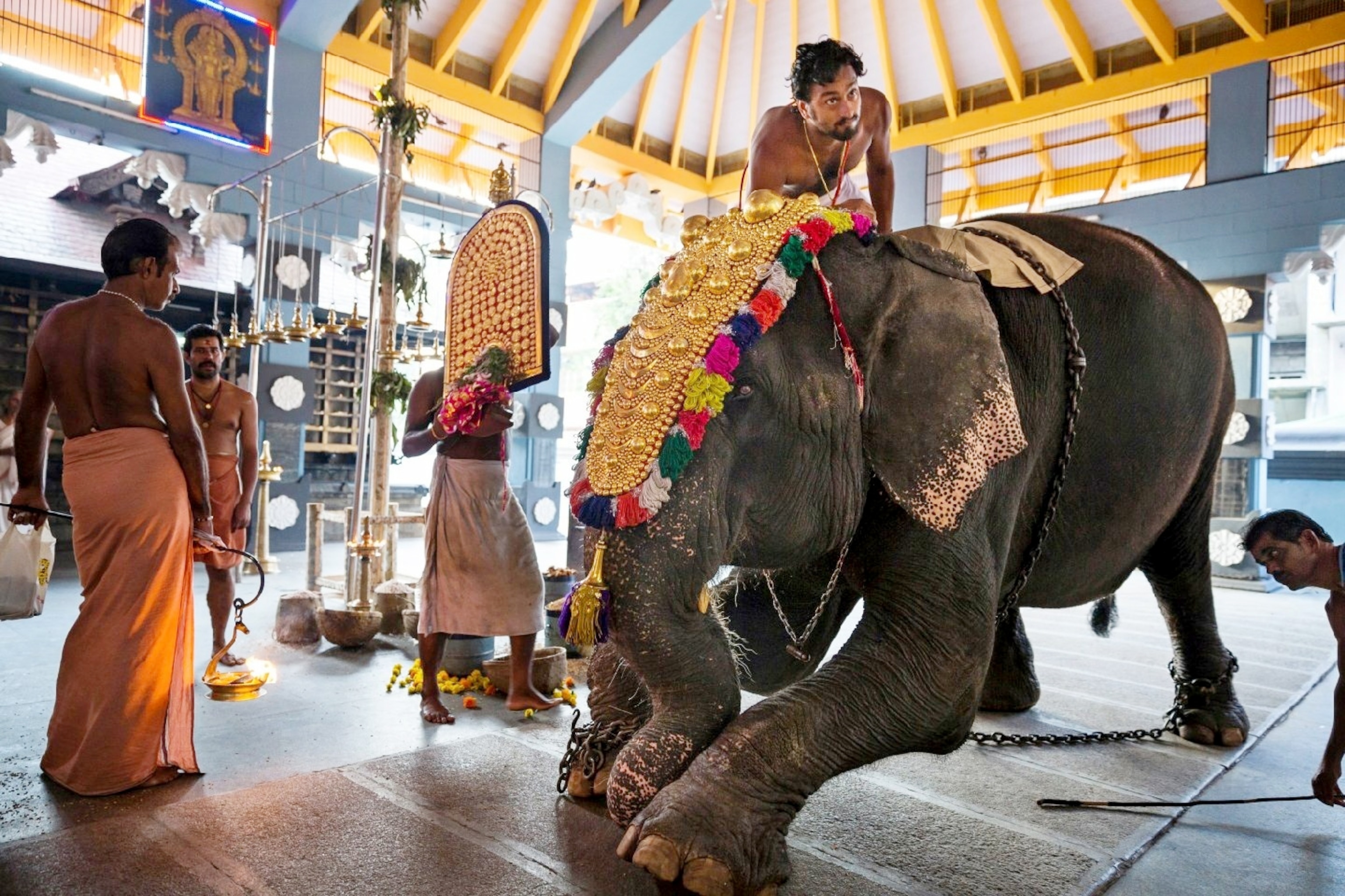 Episode 17: The dark reality behind India’s festival elephants