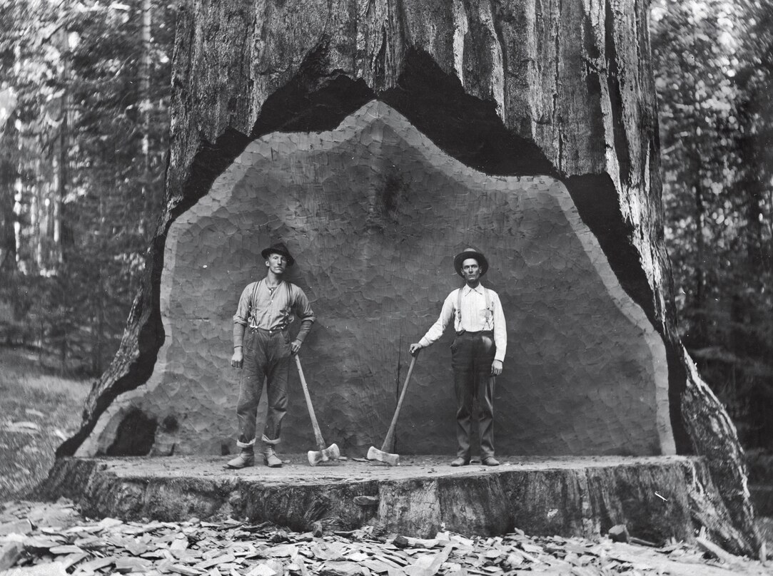 Worlds Tallest Tree National Geographic