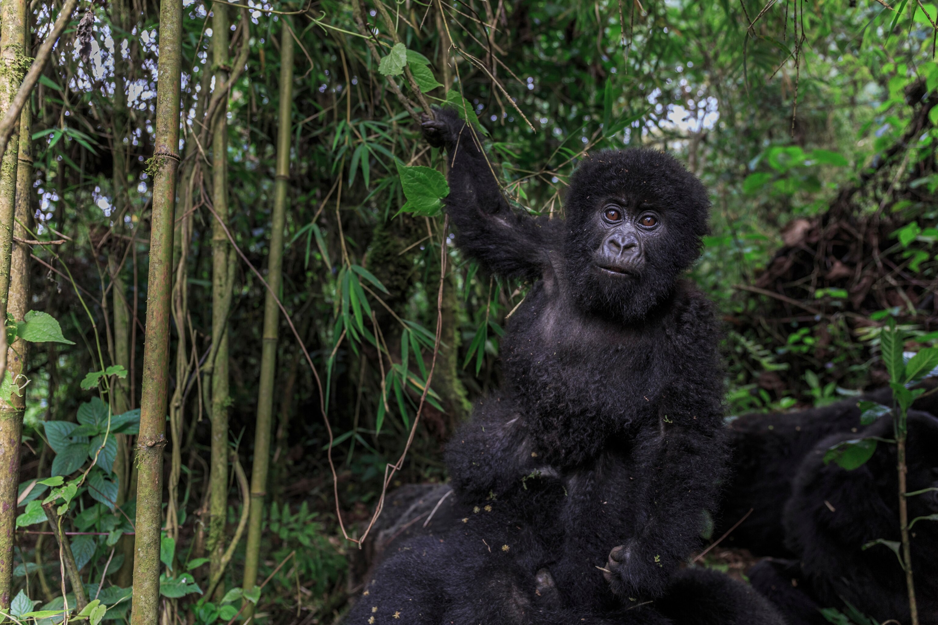 Up close with Rwanda's wildlife