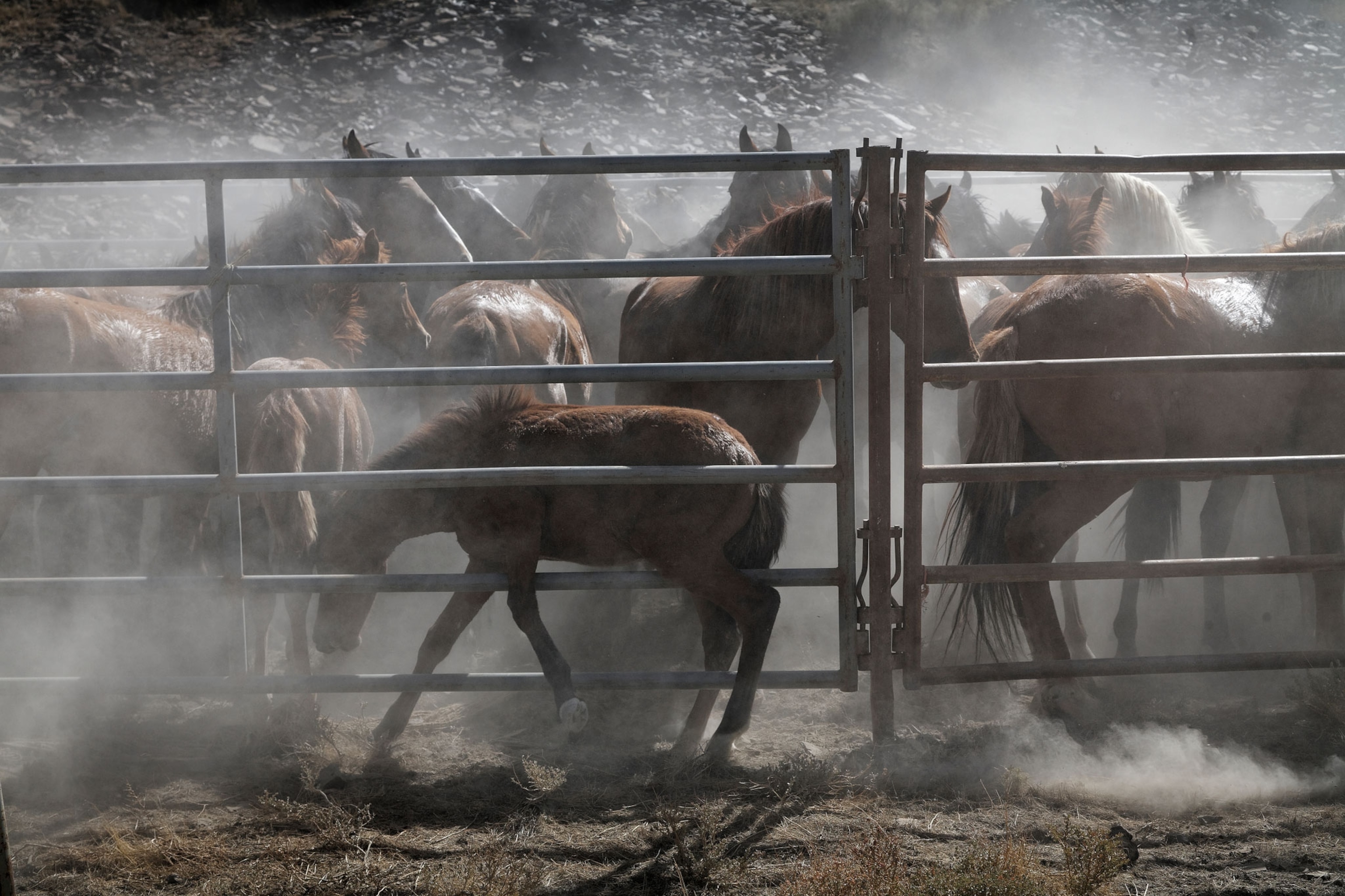 Pictures of Wild Horses in the American West | National Geographic