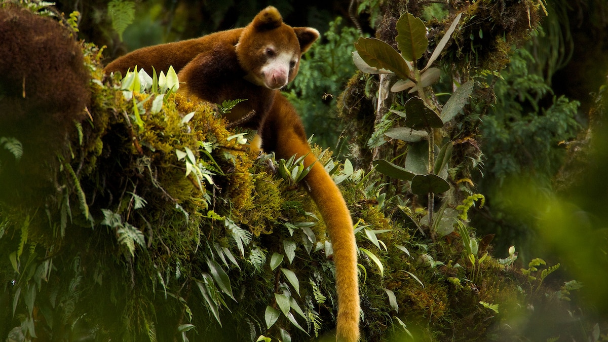 Meet the Teddy Bears That Live in Trees | National Geographic