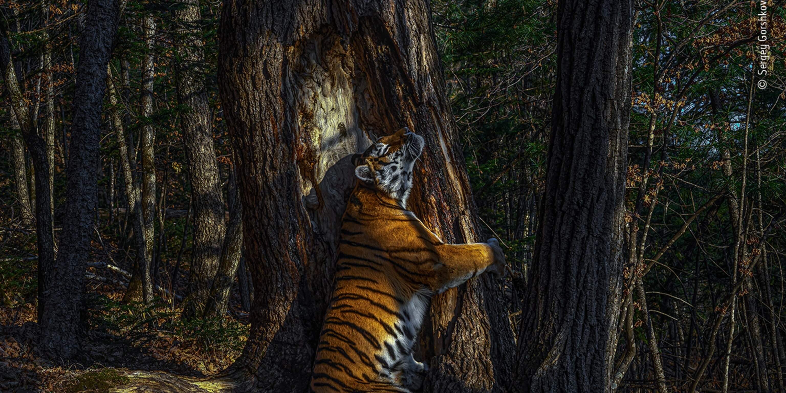 Wild Nature Wallpaper Nature Photos, Wildlife Pictures, Landscape
