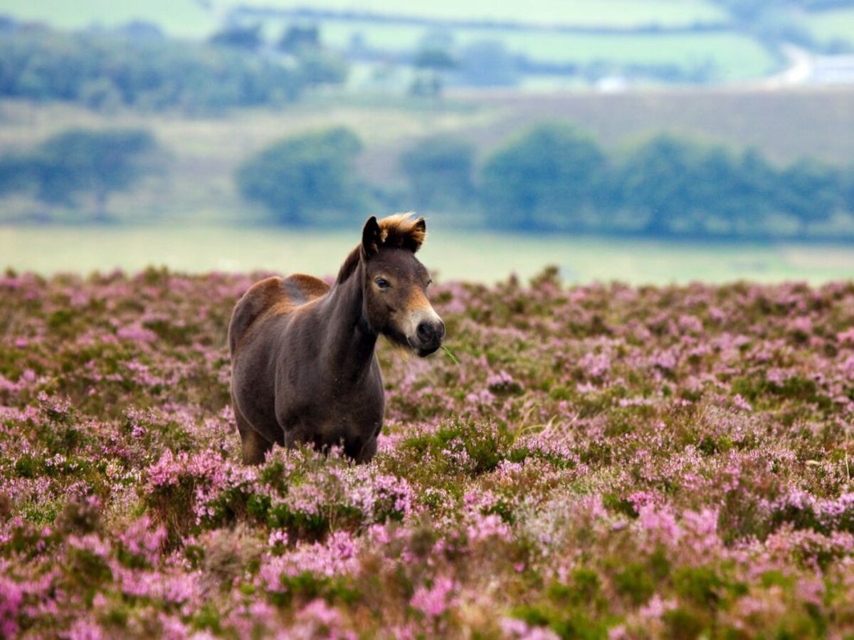 Exmoor National Park, England -- National Geographic