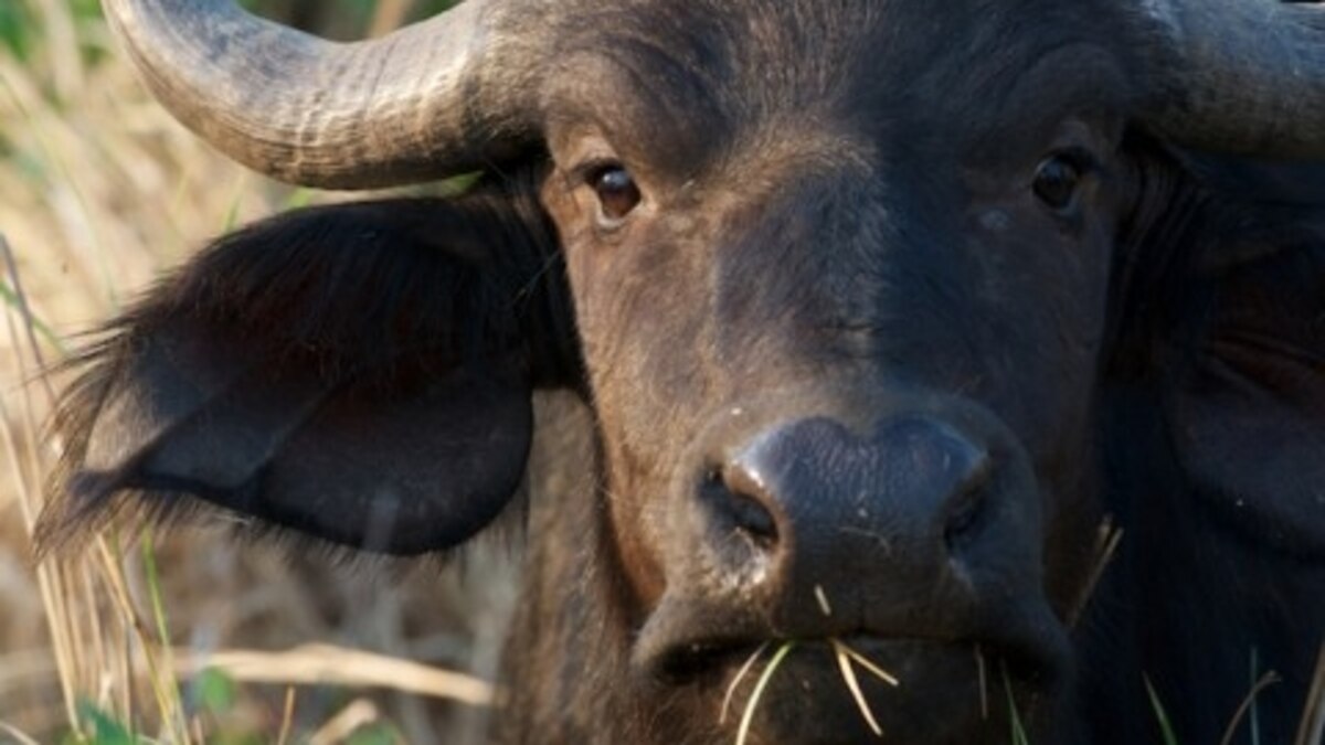 Playing the Big Five Game in Zambia | National Geographic