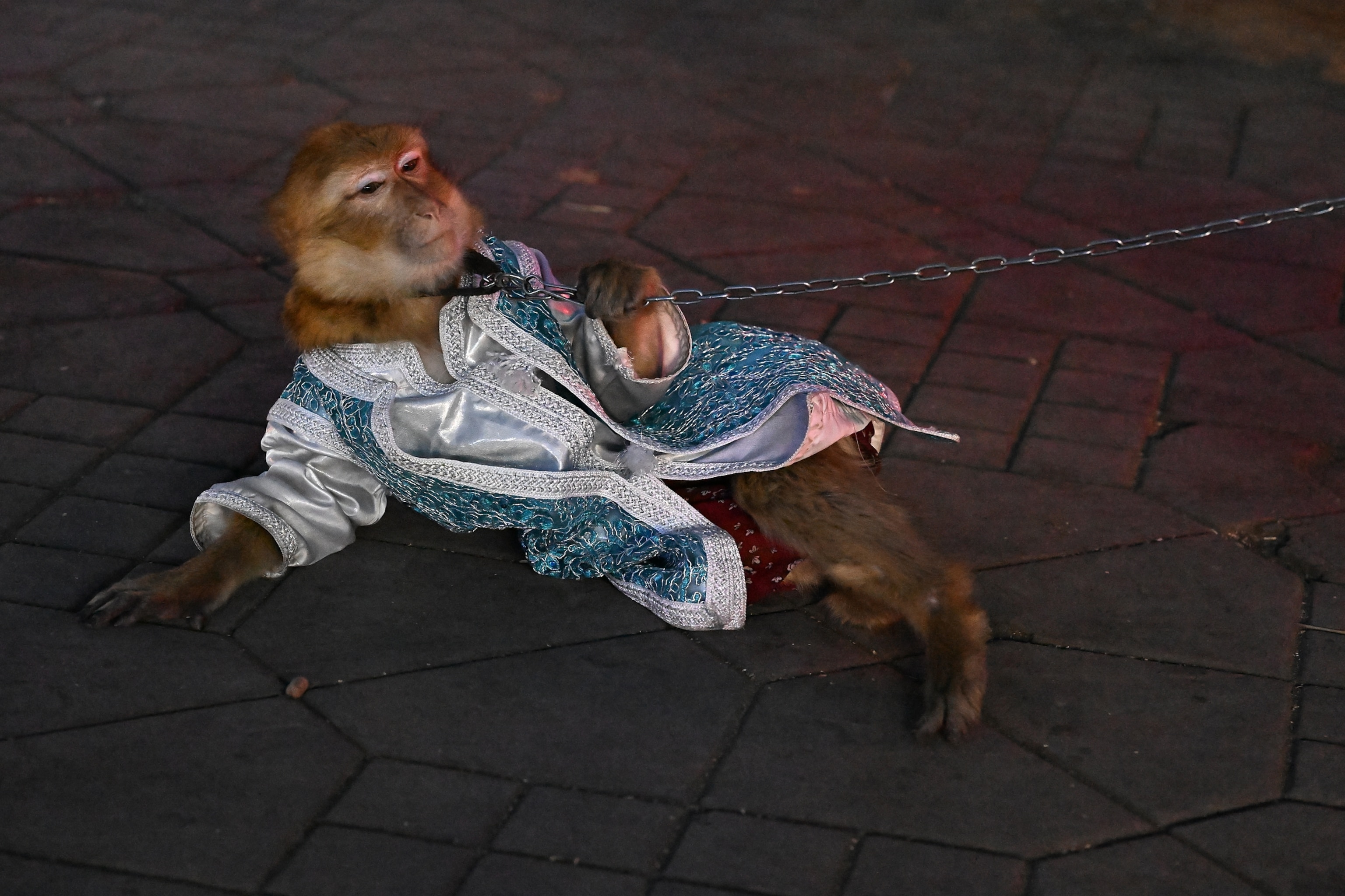 These macaques are used for entertaining. They’re also endangered.