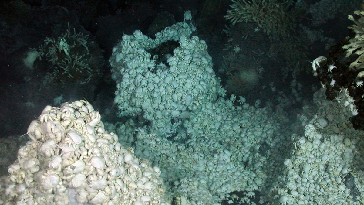 "Lost World" of Odd Species Found Off Antarctica (Pictures) | National ...