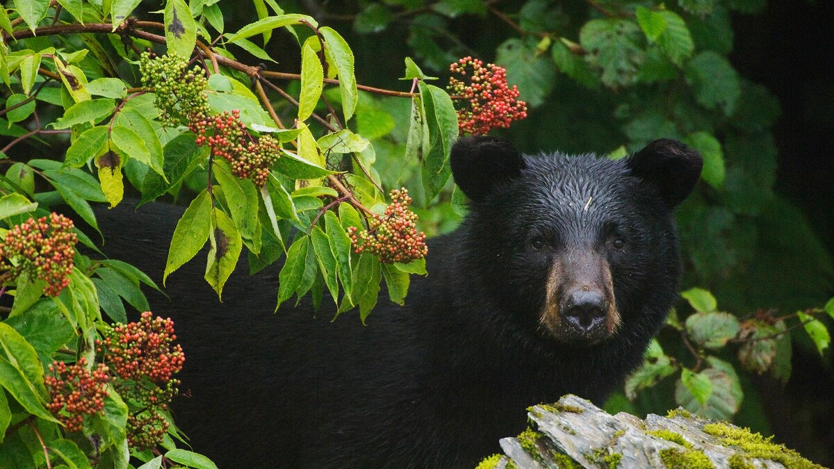 Maulings by Bears: What's Behind the Recent Attacks? | National Geographic