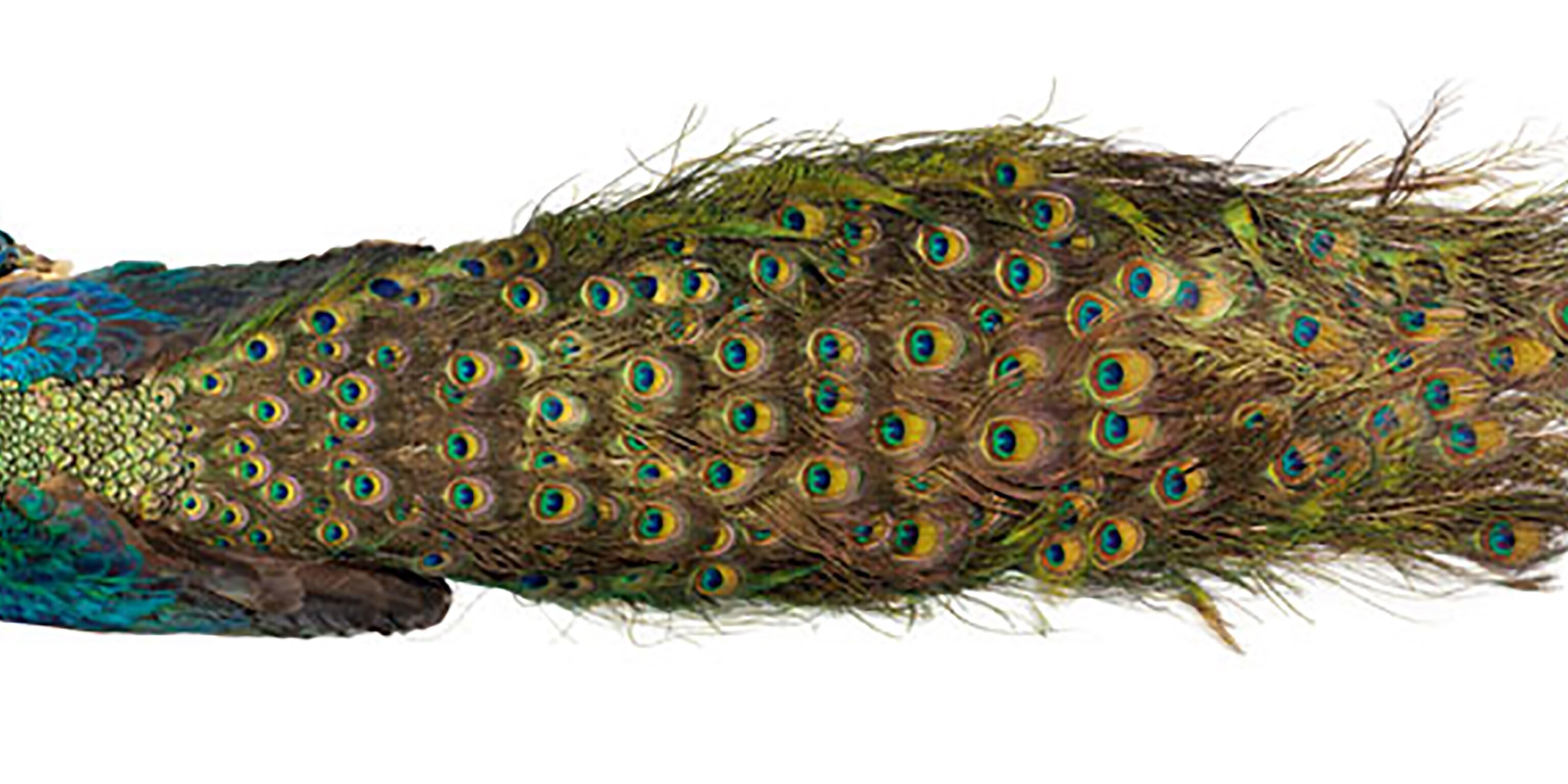 Evolution of Feathers