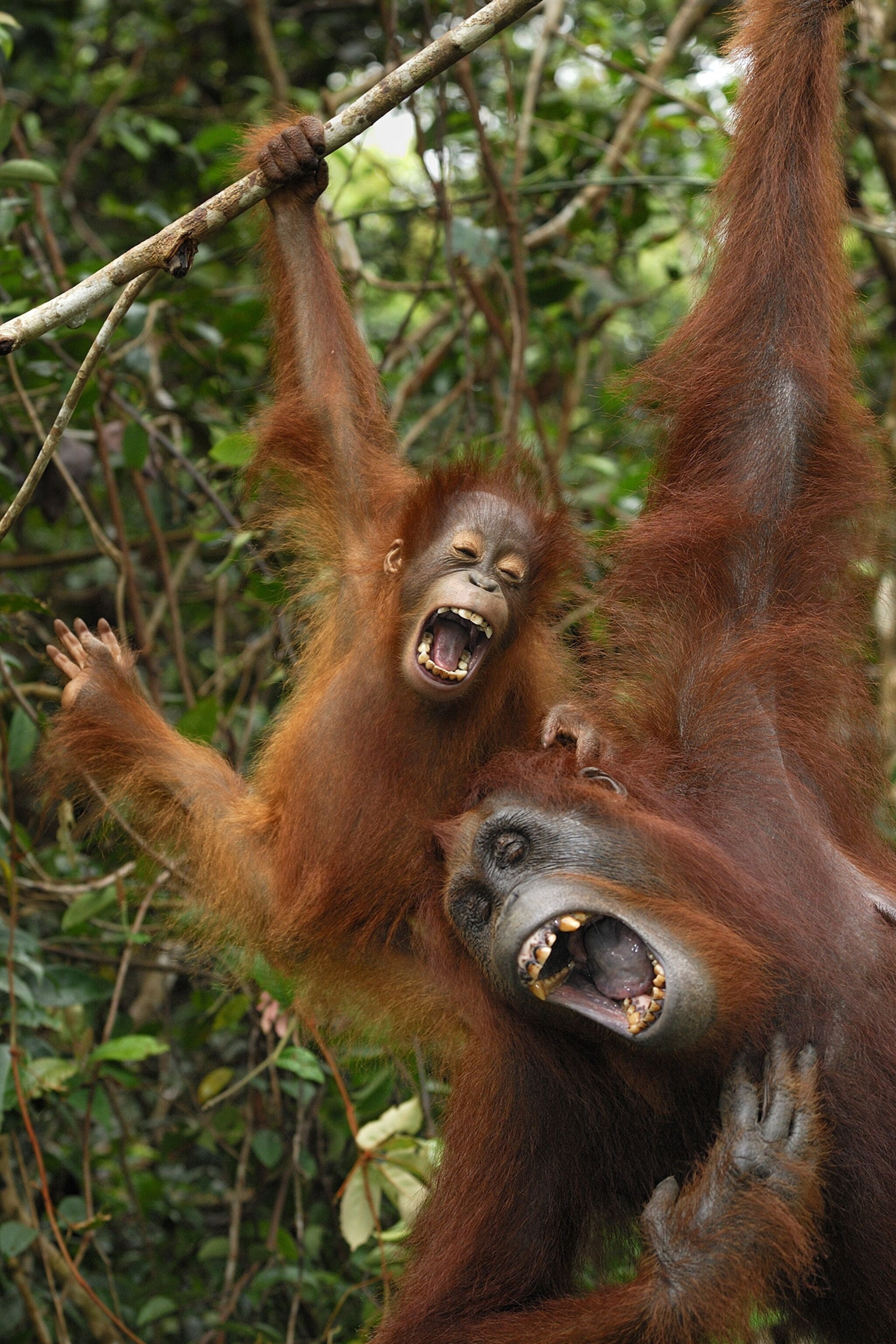Hydroelectric dam threatens to wipe out world's rarest ape