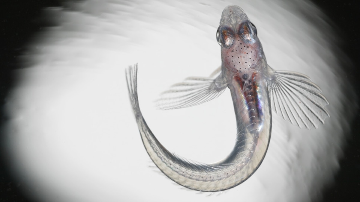 Translucent Marine Animals | National Geographic