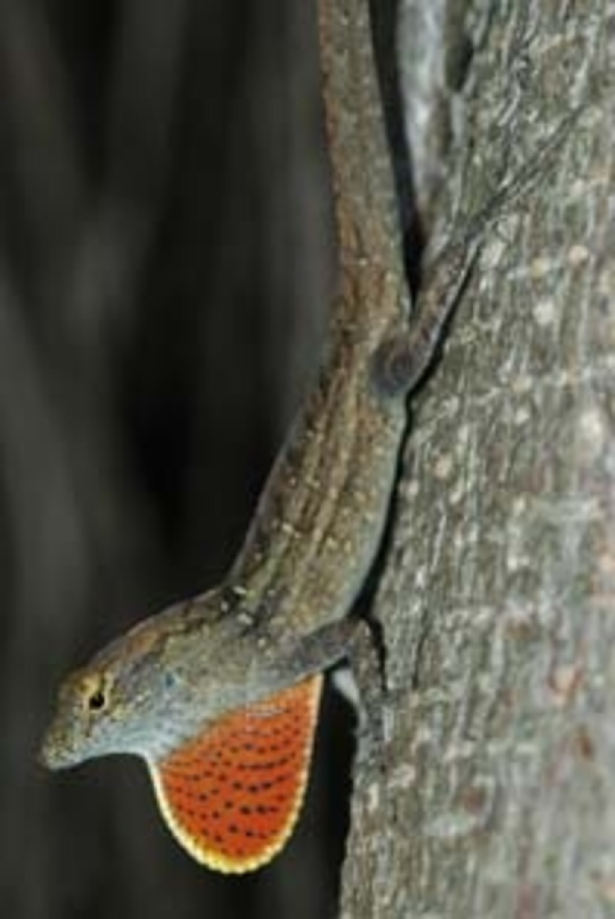 Natural selection does a handbrake turn for leggy lizards | National ...