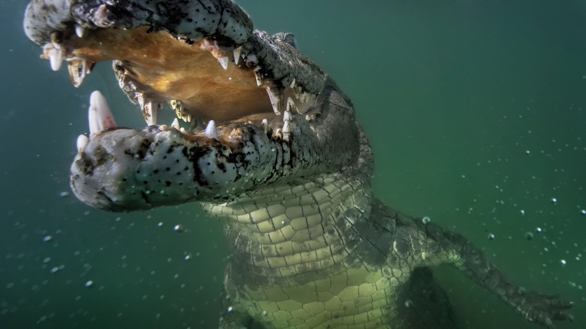 Crocodile Poaching Booms as Egypt Tourism Crumbles | National Geographic