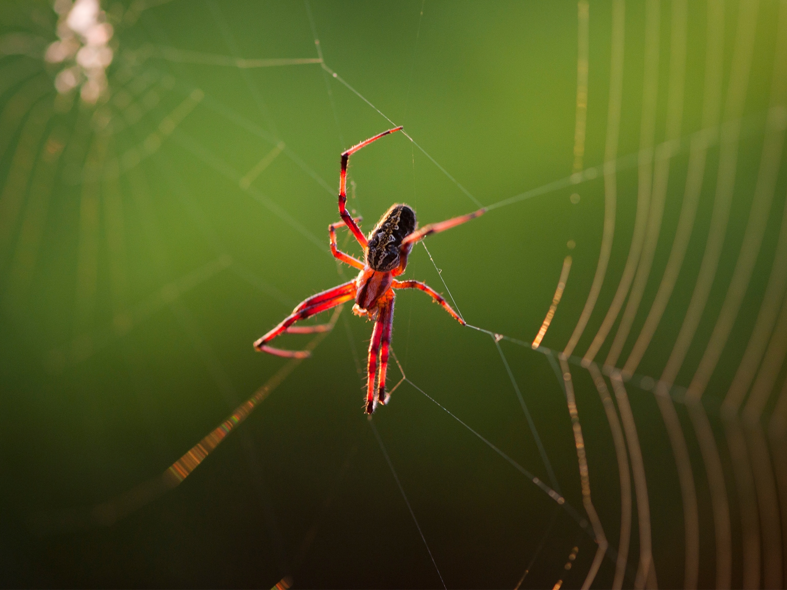 Spiders Listen to Their Webs | Innovators