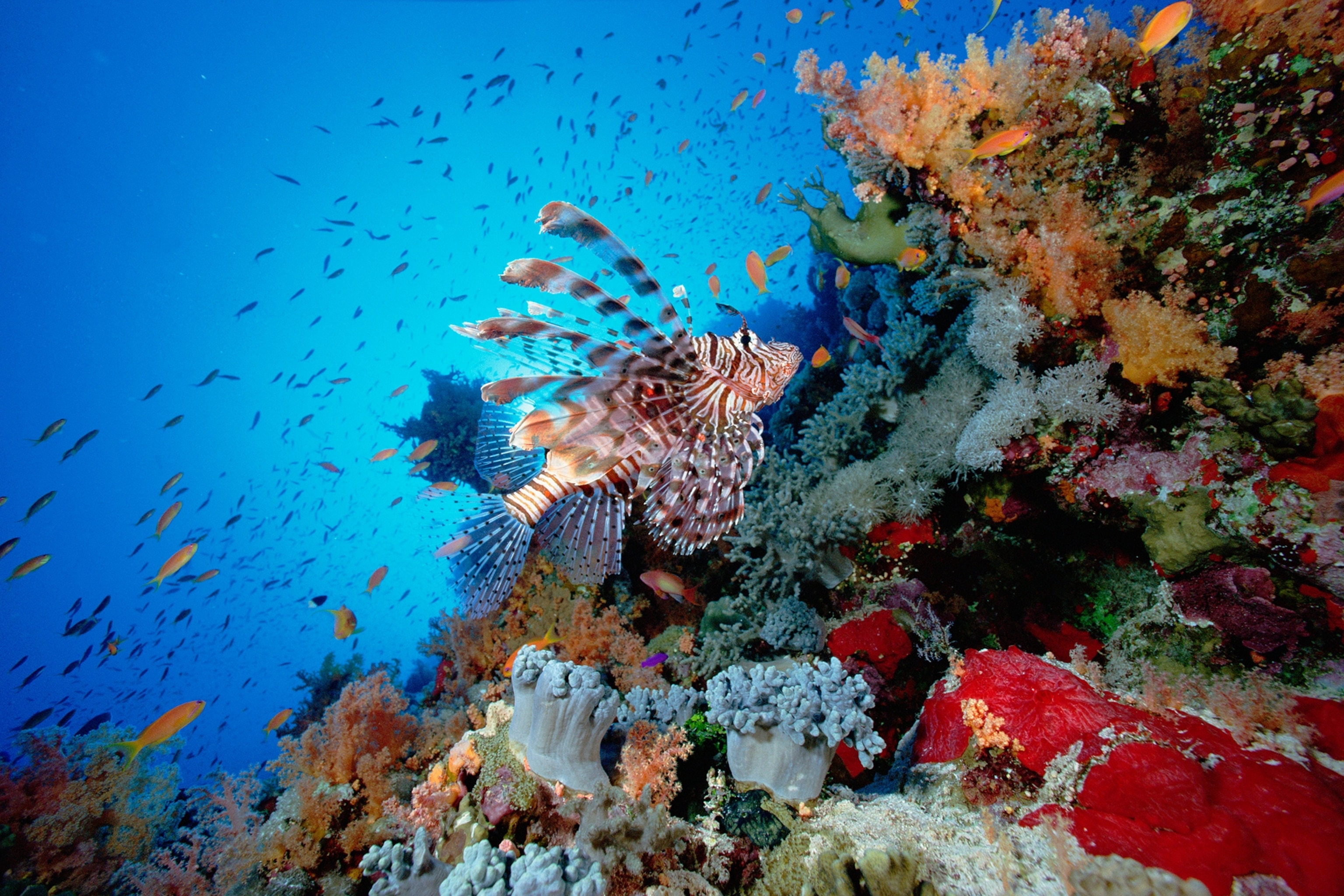 How the oceans have become more hostile for animals