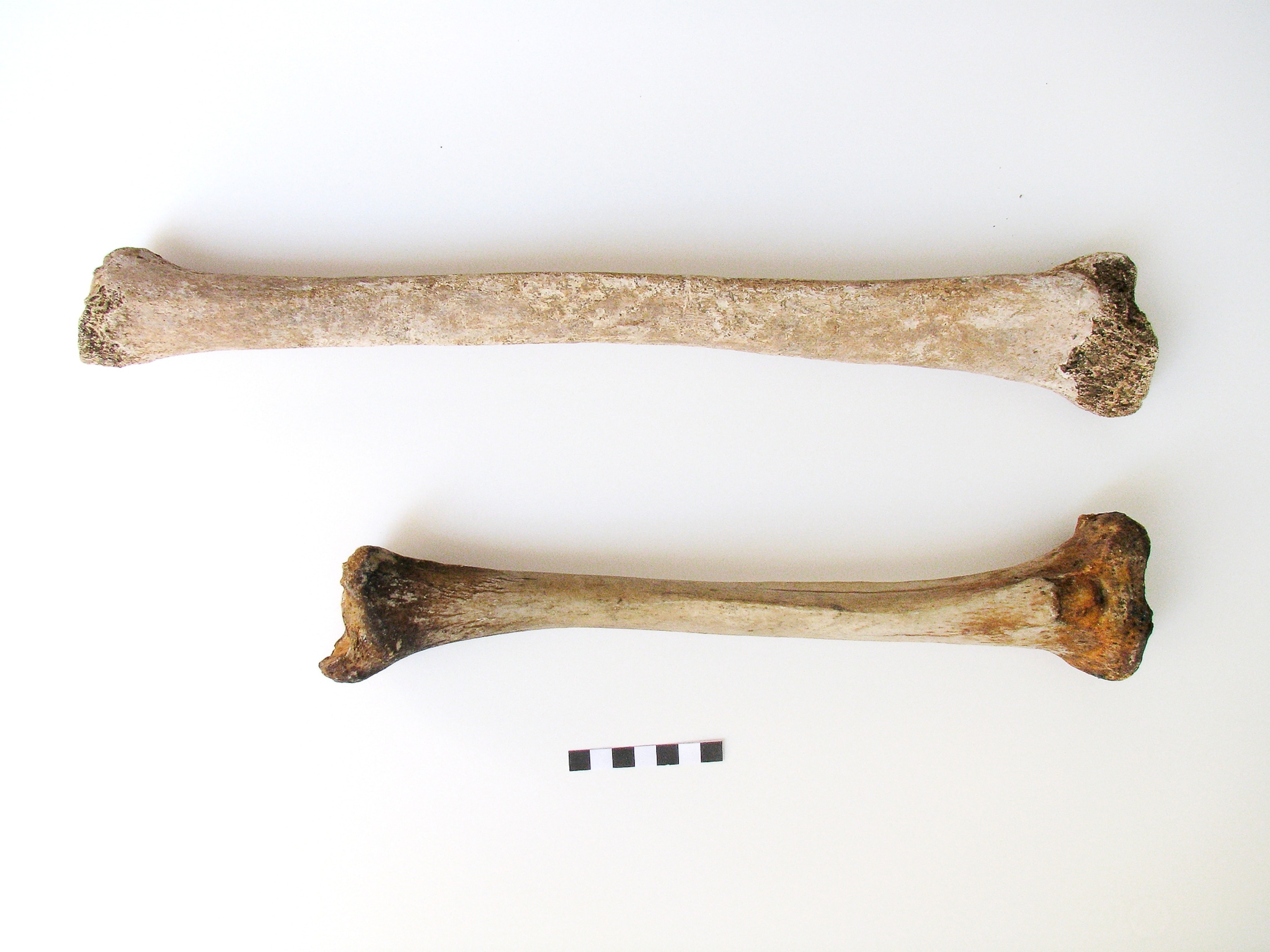 Ancient Roman Giant Found—Oldest Complete Skeleton With Gigantism