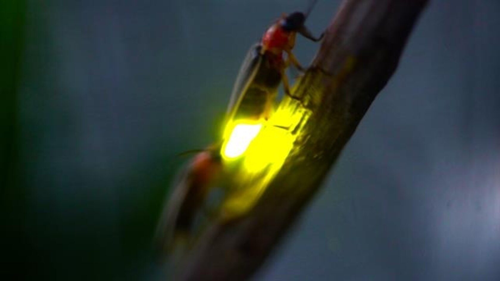 How Do Fireflies Glow At Night