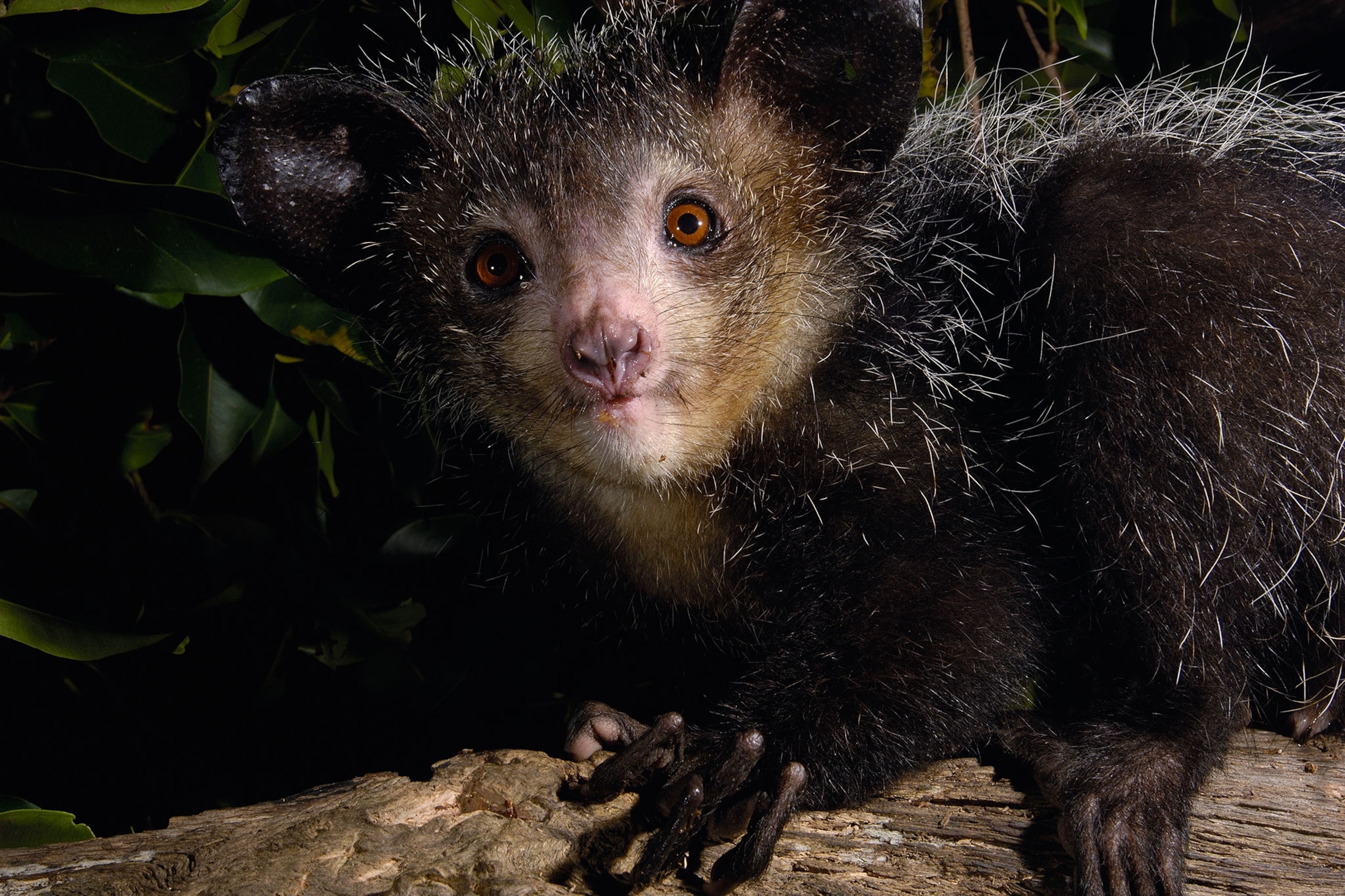 Aye Aye Lemur Finger