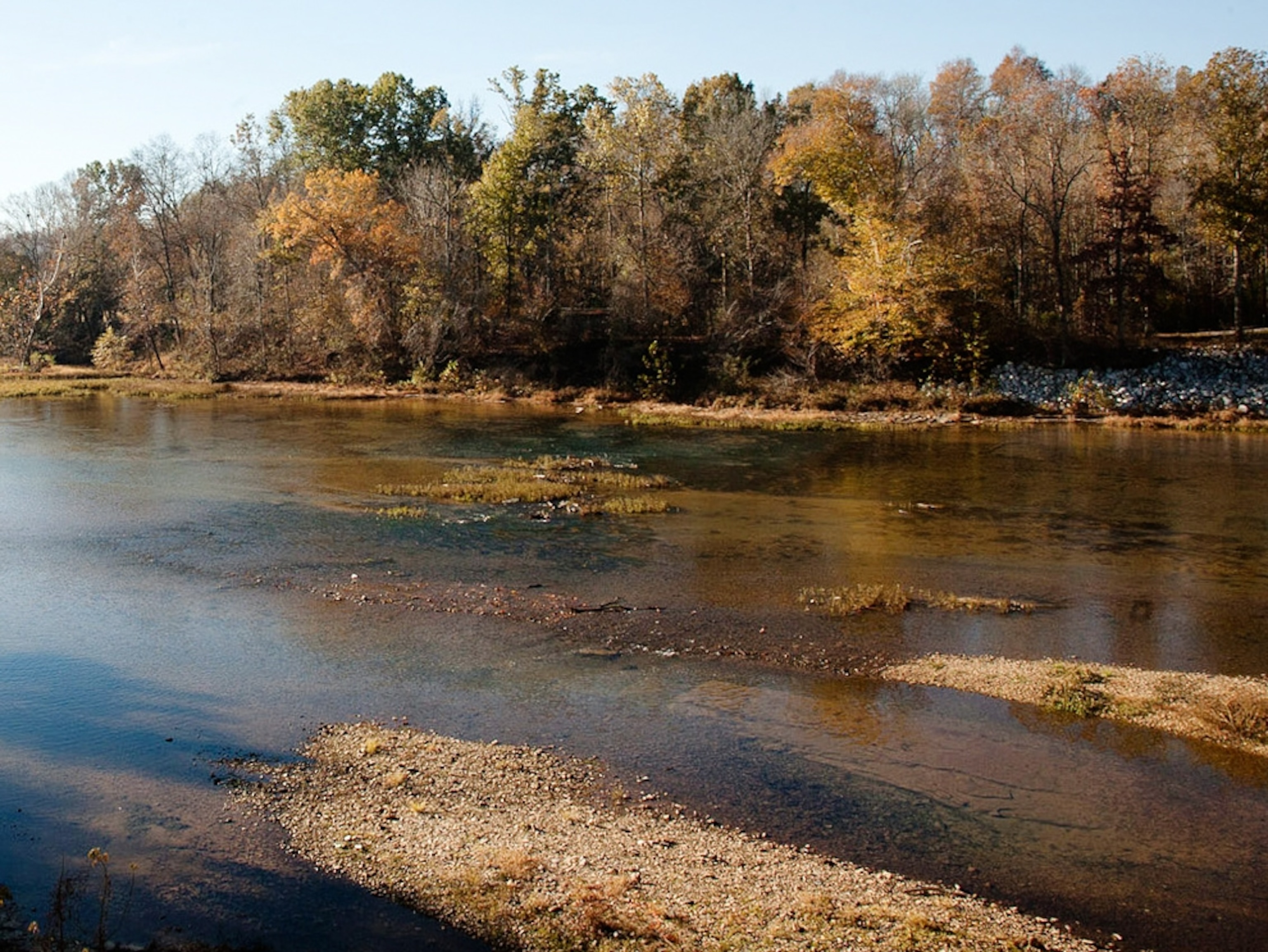 Photos: New Giant "Bearded" Crayfish Species