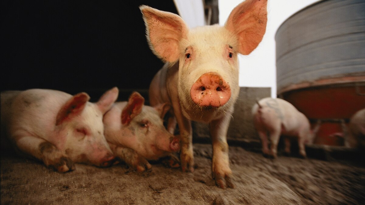 5 Trickster Animals That Play Dead | National Geographic