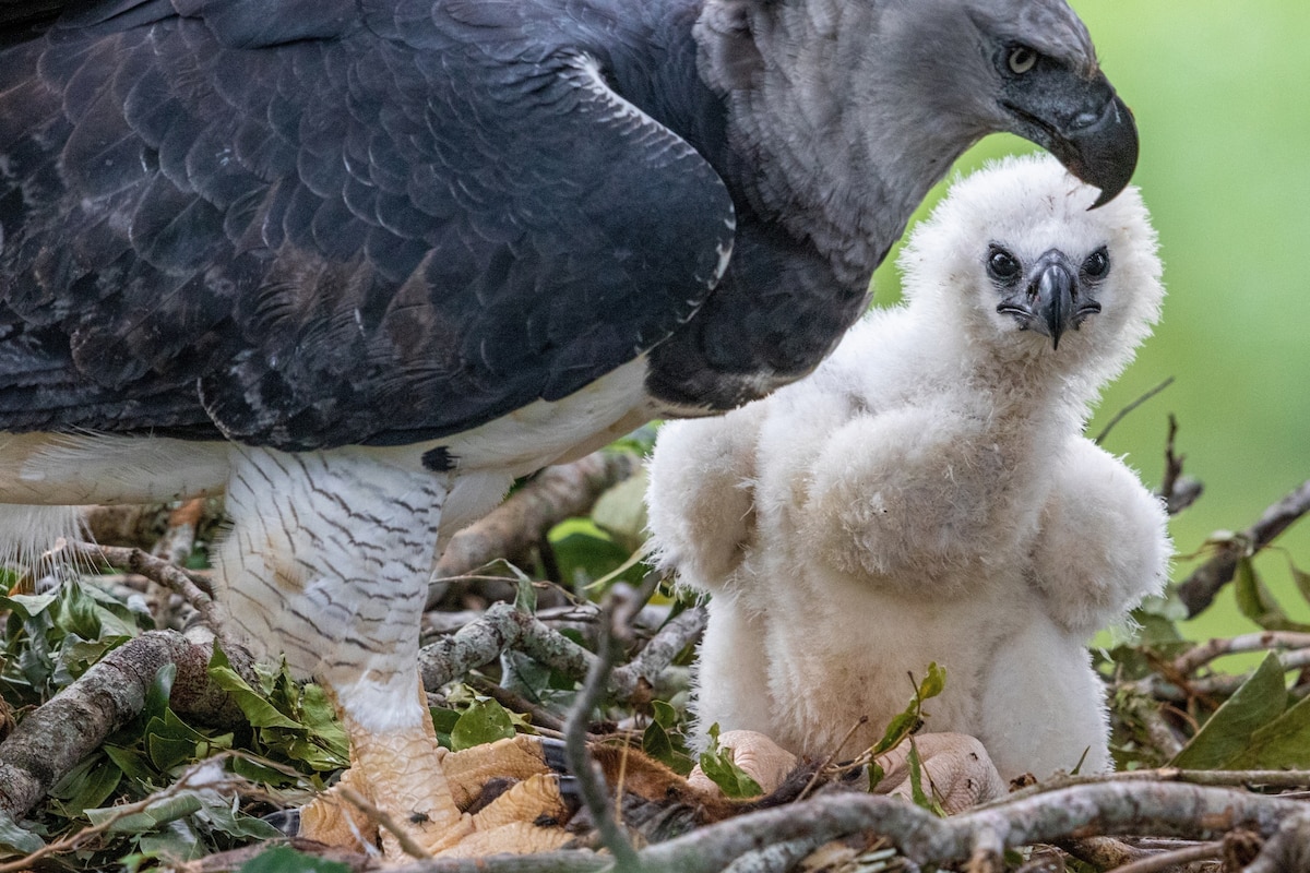 Amazon Rainforest Harpy Eagle Harpy Eagle Size, Behavior & Facts, How