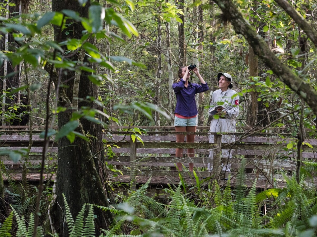 Florida's Pristine Parks: Corkscrew Swamp Sanctuary -- National Geographic