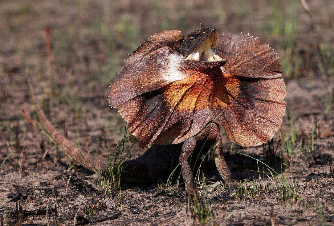 Life Cycle Of A Frilled Lizard