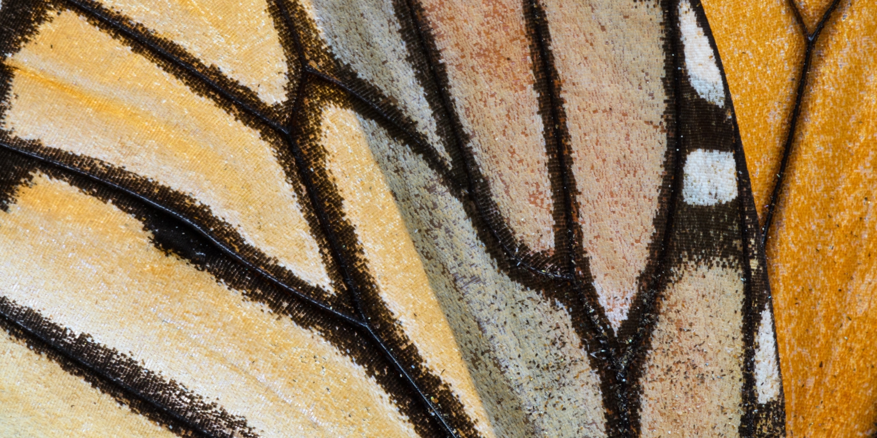 Monarch Butterfly Wings Close Up