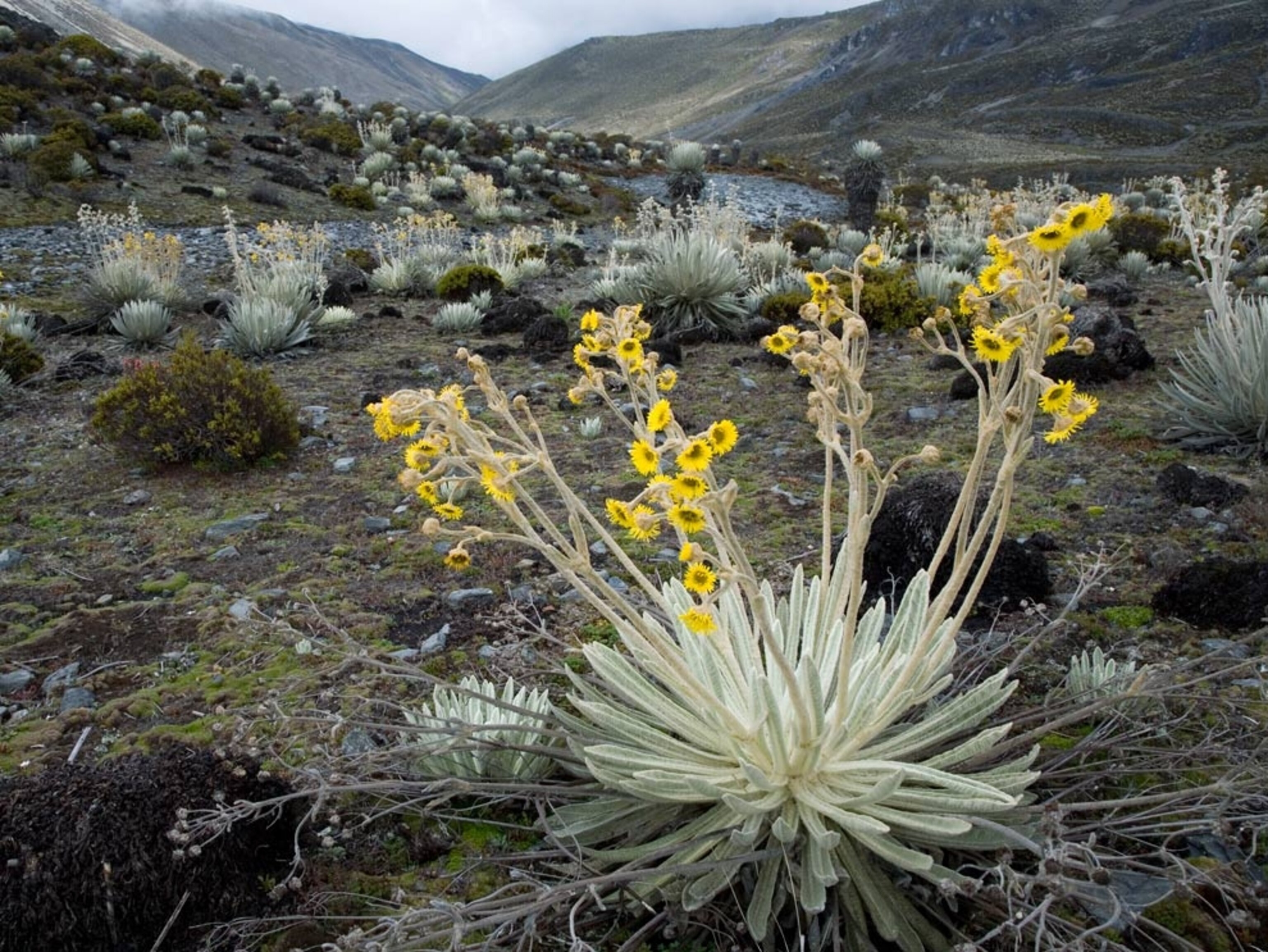Venezuela Photos -- National Geographic