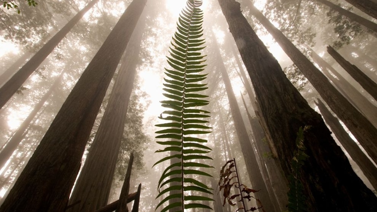 Pictures: Redwood National Park -- National Geographic Travel ...