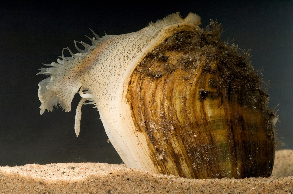 How Mussels Fool Fish Into Carrying Their Parasitic Babies