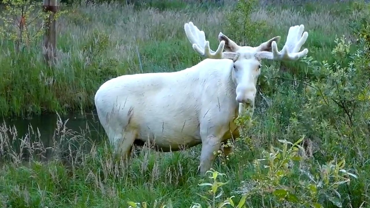Why This Swedish Moose Is Entirely White