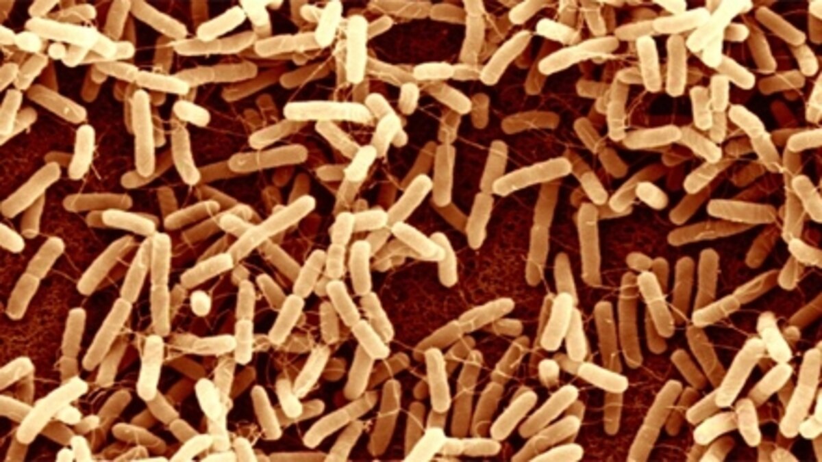 A map of our microbial menagerie | National Geographic