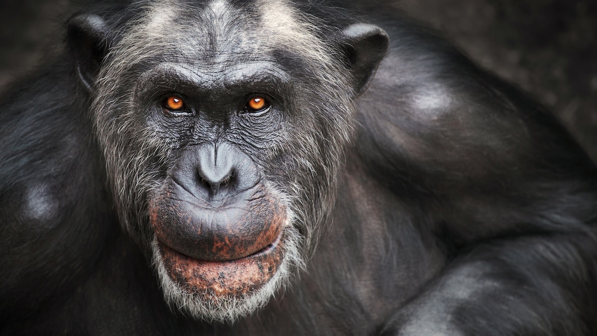 Apes Have Midlife Crises, Too—And It May Help Them | National Geographic