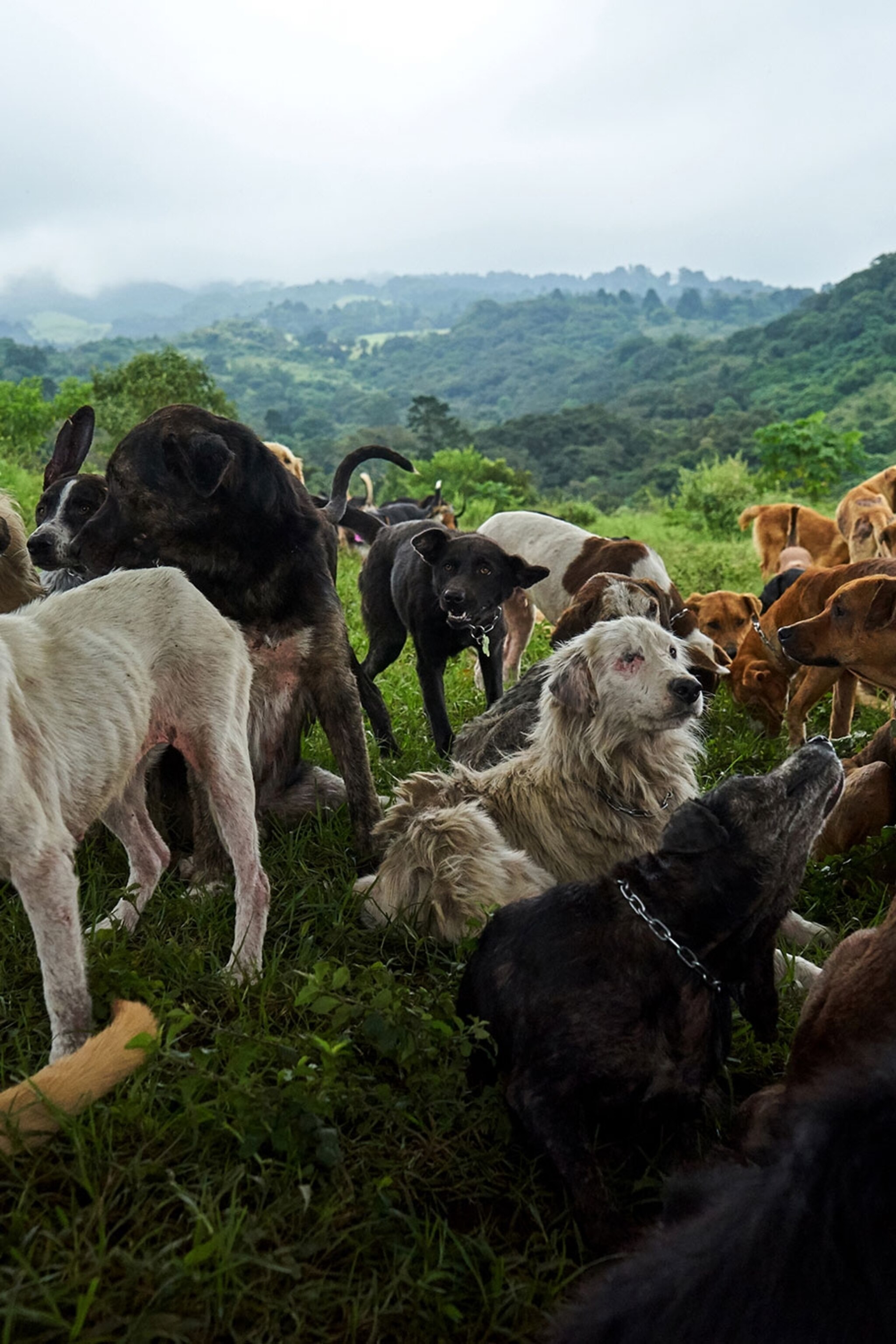 Can I Take My Dog Into Costa