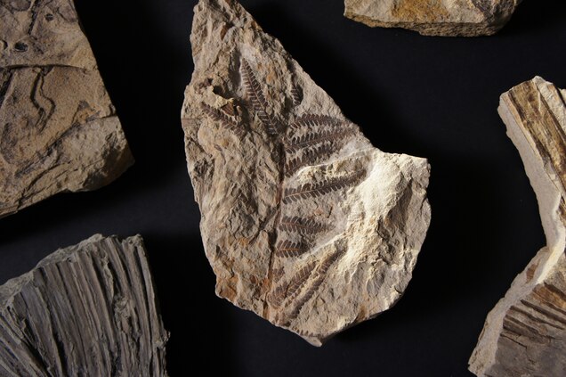 fossils/New fossils offer rare glimpse at life after a global apocalypse