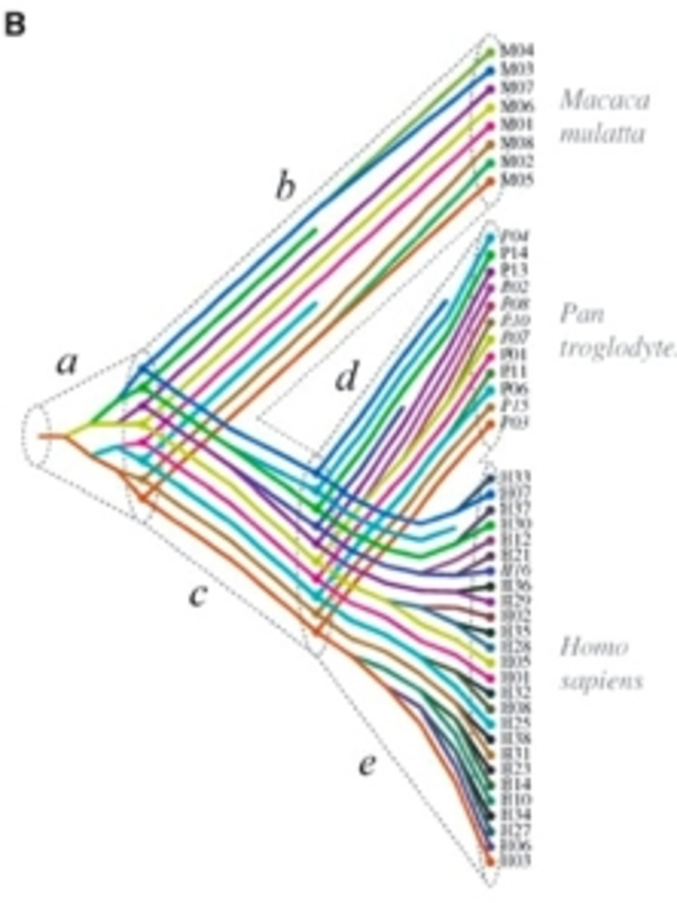 Meet the Monkey Cousins