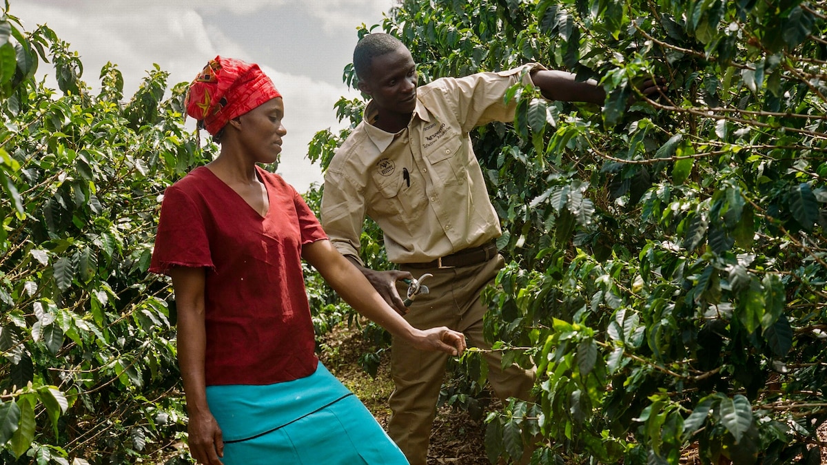 Revitalizing Zimbabwe's coffee farms through education | National ...