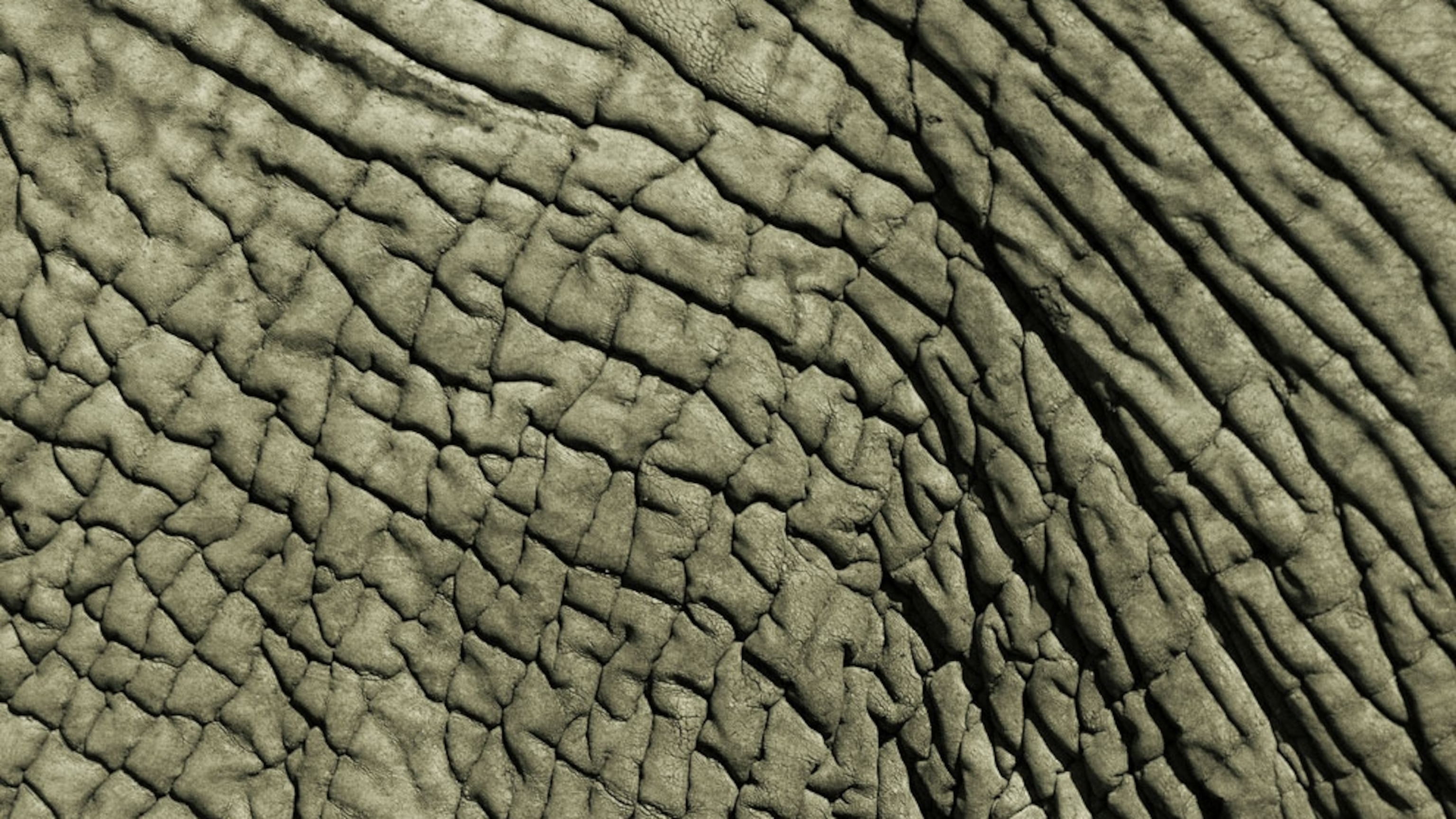 Animal Textures