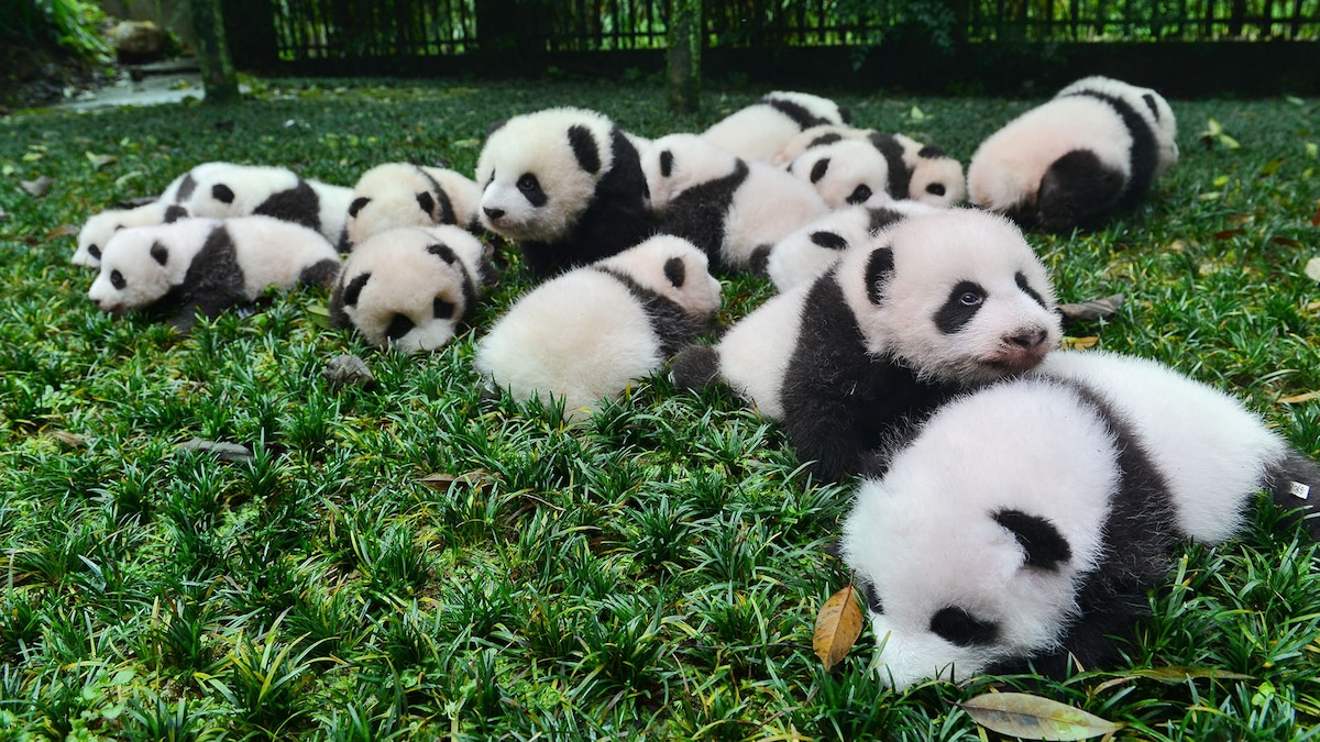 Pandas Have More Babies if They Can Pick Their Mates | National Geographic