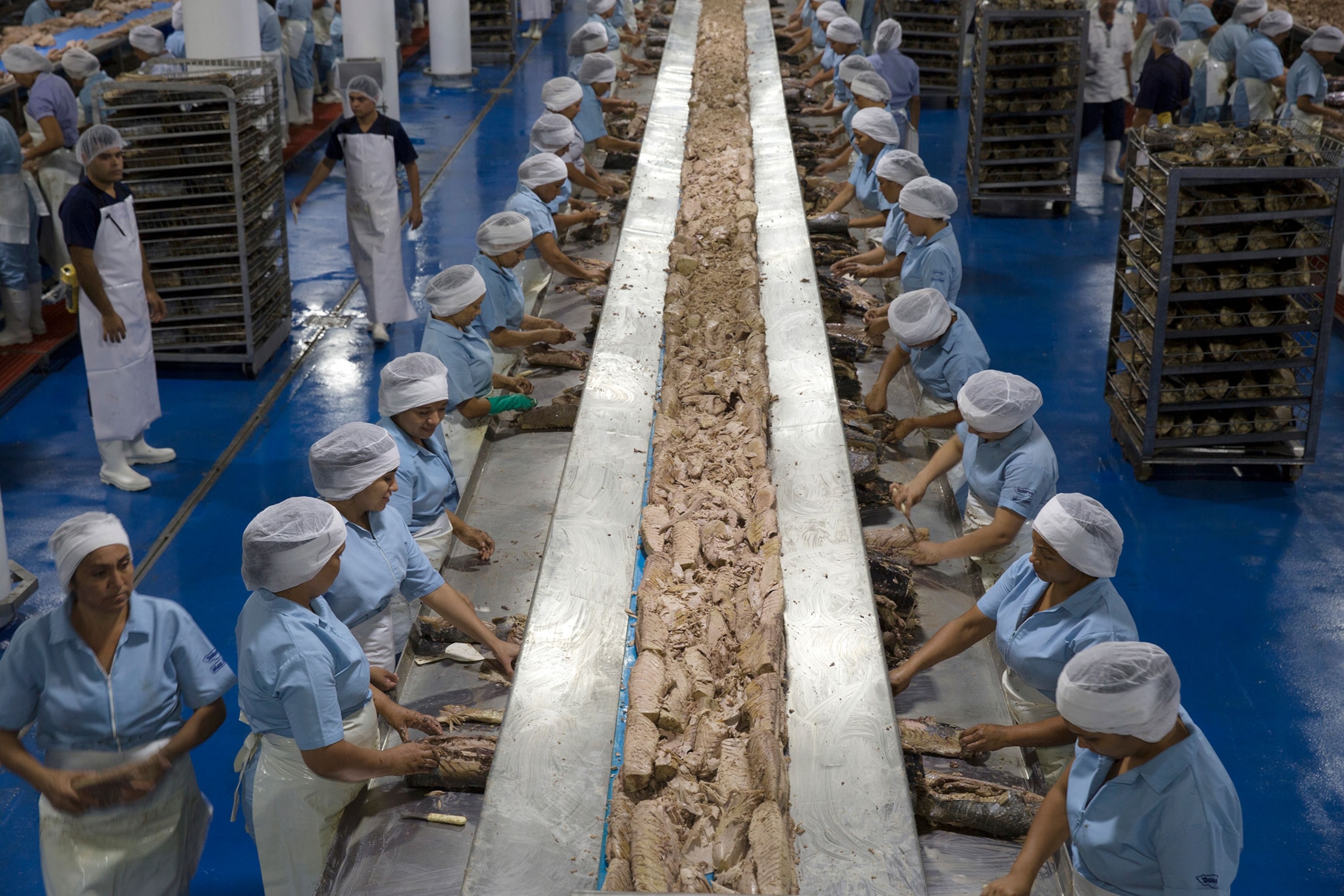 How ‘dolphin safe’ is canned tuna, really?