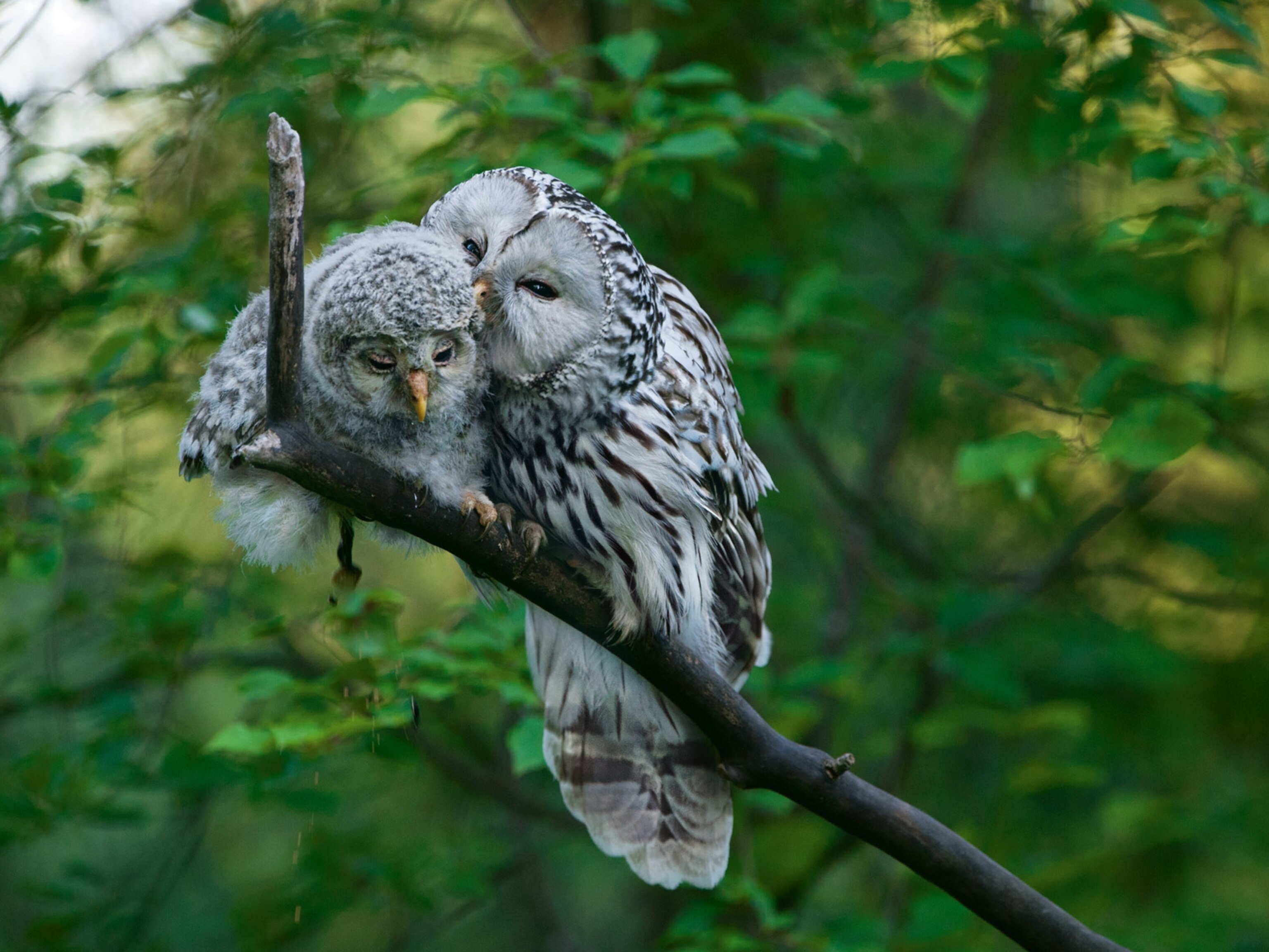 Ural Owls