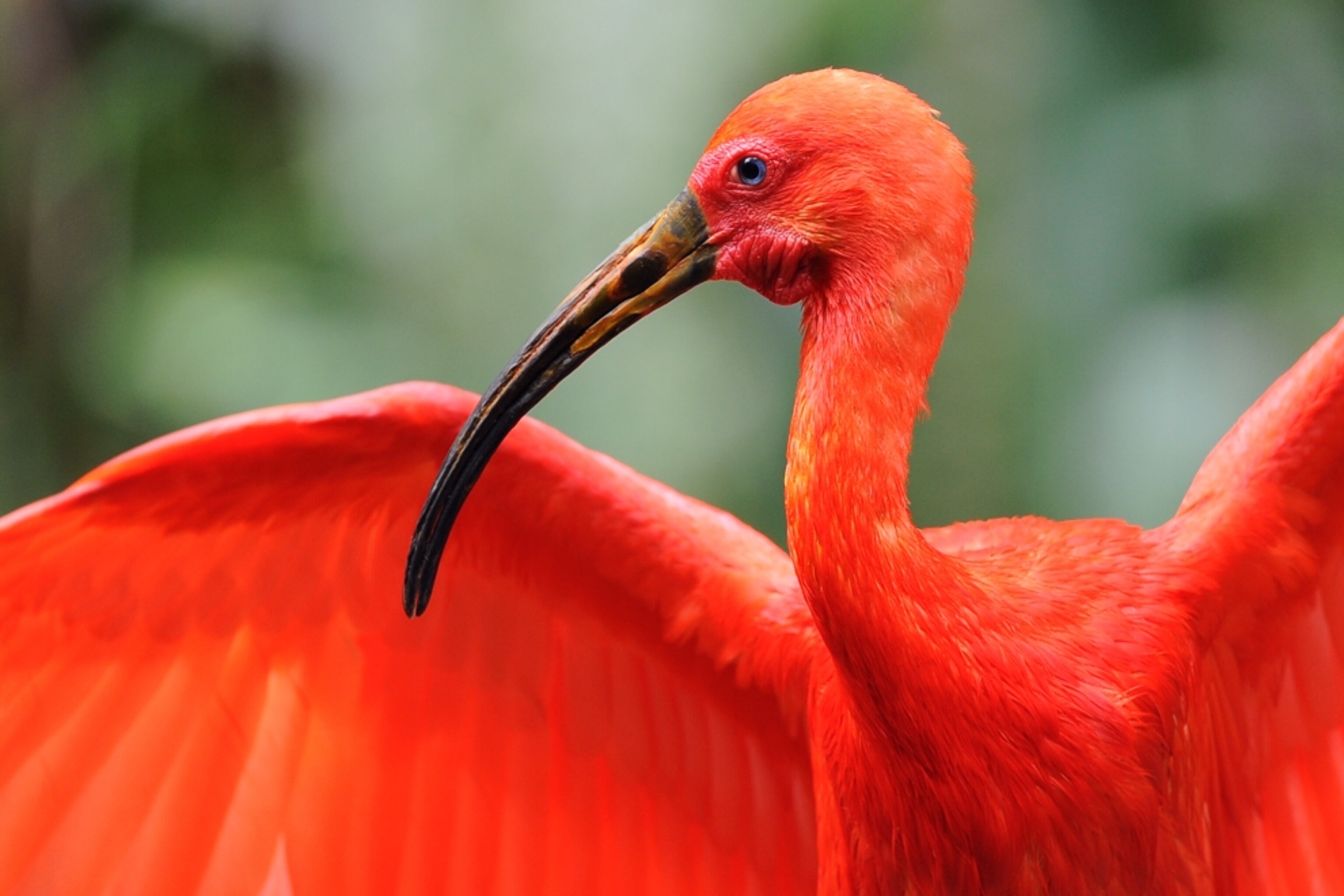 Freshwater Birds Pictures -- National Geographic