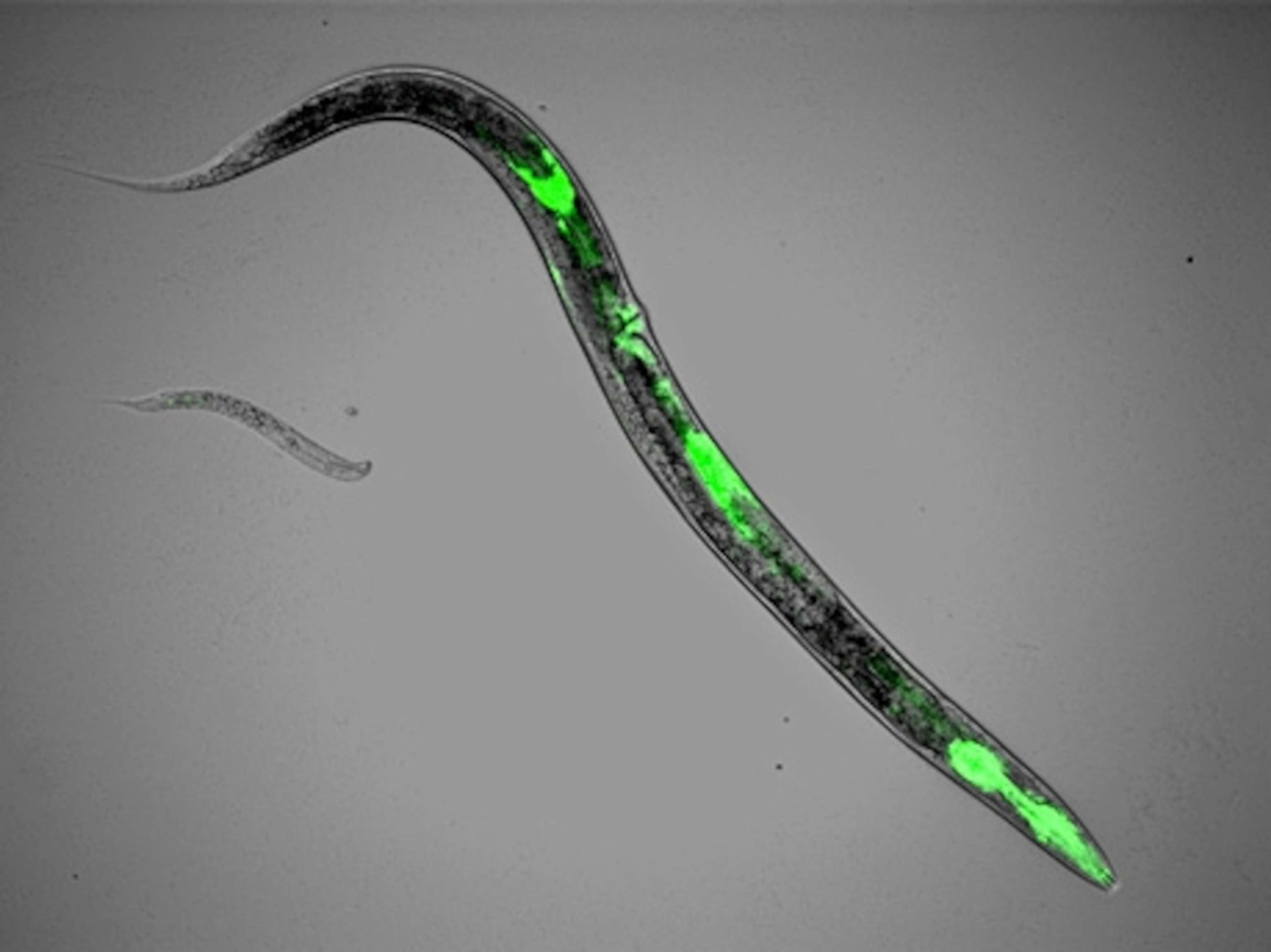 Shining for Science: Pictures of Glowing Animals